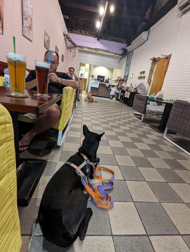 【寵物友善餐廳】宜蘭羅東│OBar 歐吧廚房 - 寵物隨想曲